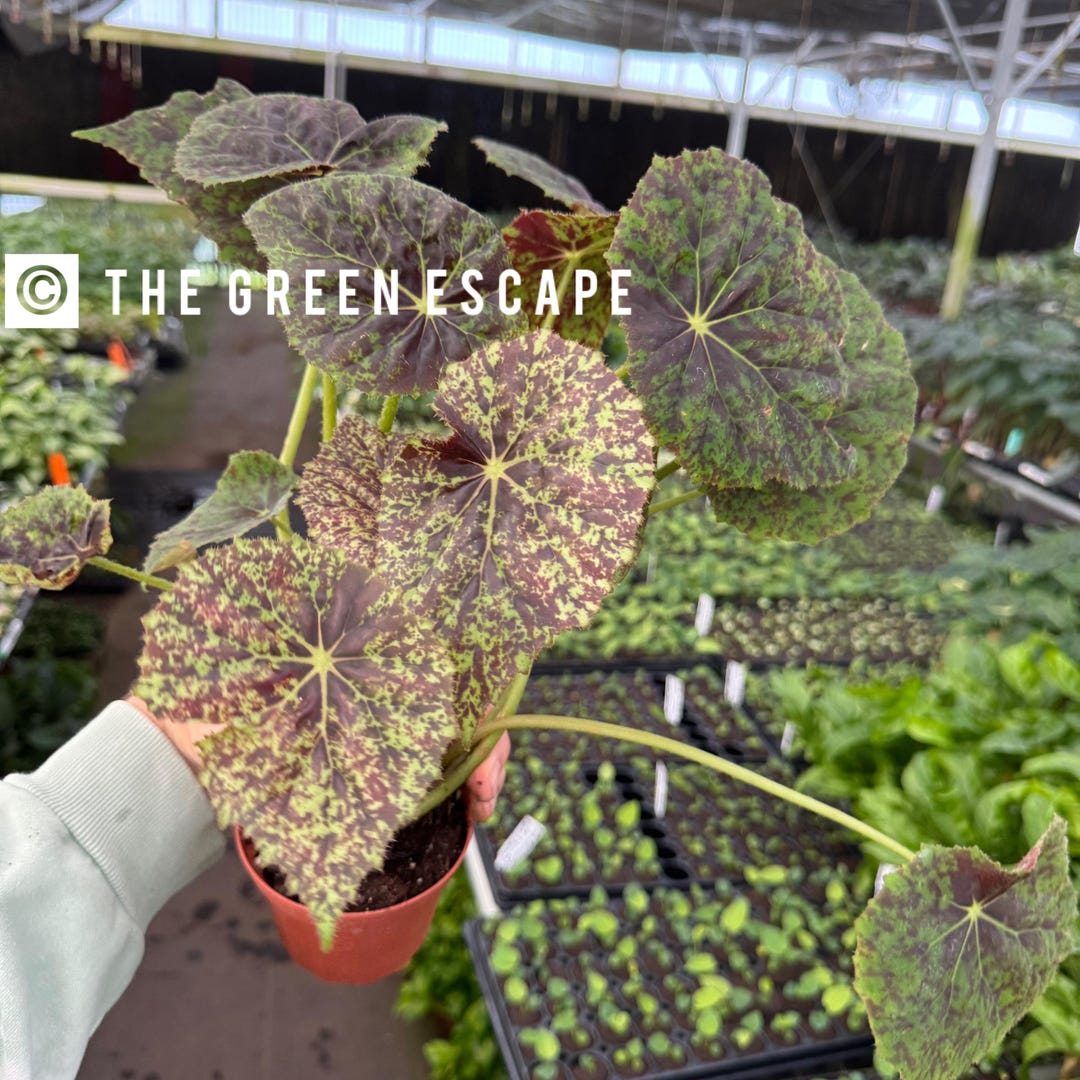 Begonia Shy Dancer 4 Pot ALL PLANTS Require You to Purchase 2 Plants - Etsy