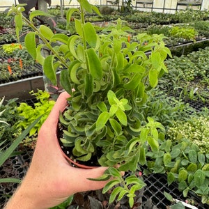 Curly Rasta Lipstick Plant 4” Pot (ALL PLANTS Require You to Purchase 2 ...