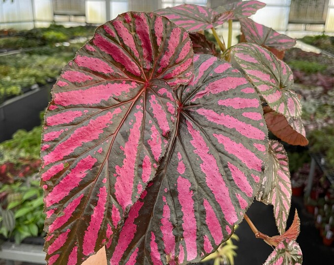 Begonia Brevirimosa Exotica 4” Pot (ALL PLANTS Require You to Purchase ...