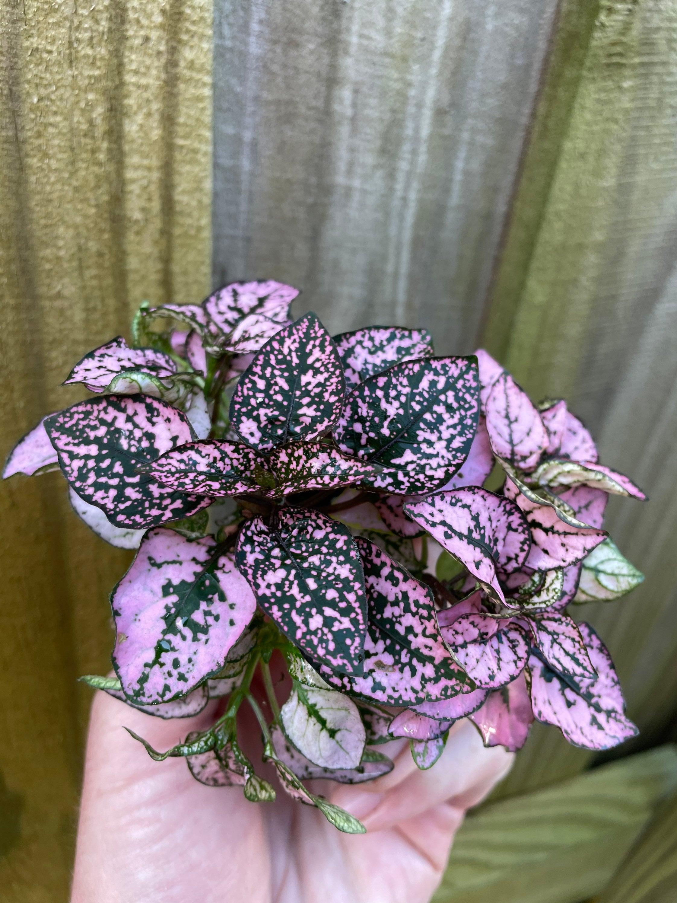 Hypoestes Pink polka Dot Plant Starter Plant ALL STARTER - Etsy