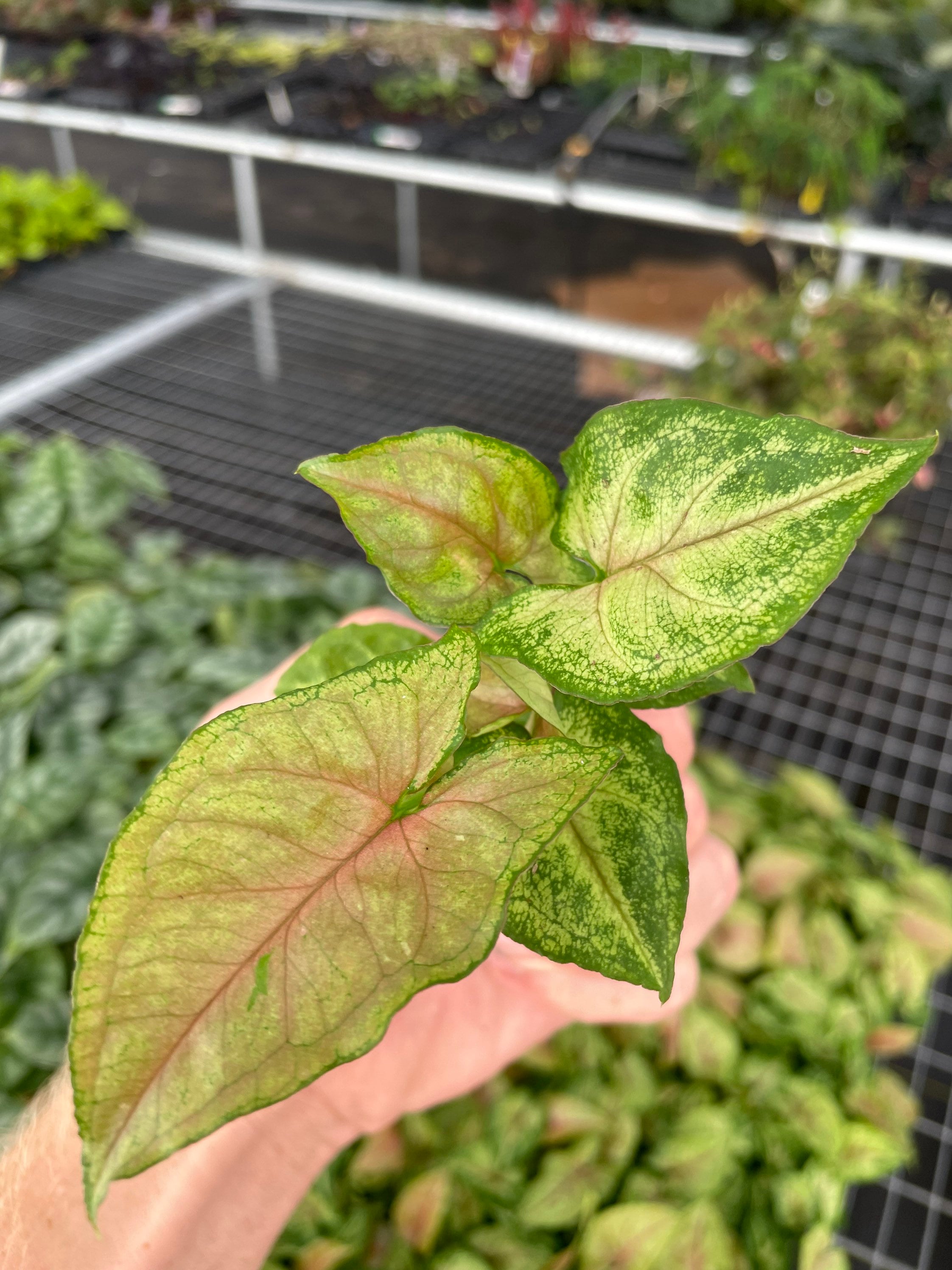 Syngonium Candy Berry Starter Plant (ALL STARTER PLANTS Require You to ...