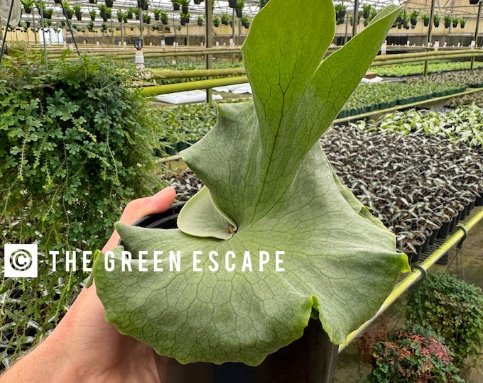 Platycerium Superbum “giant Staghorn” 6” Pot (ALL PLANTS Require You to ...