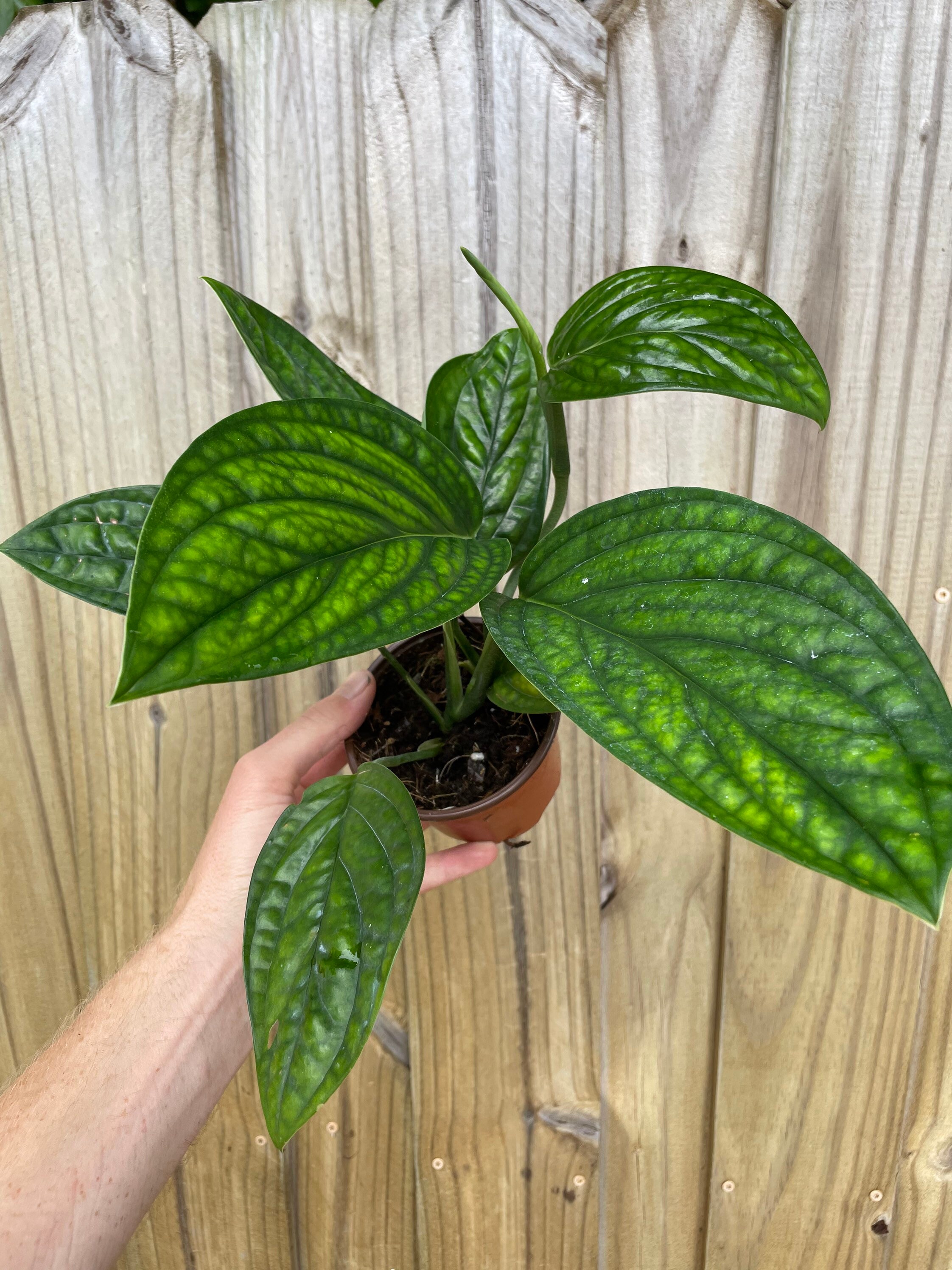 Monstera Peru 4 Pot ALL PLANTS Require You to Purchase 2 | Etsy