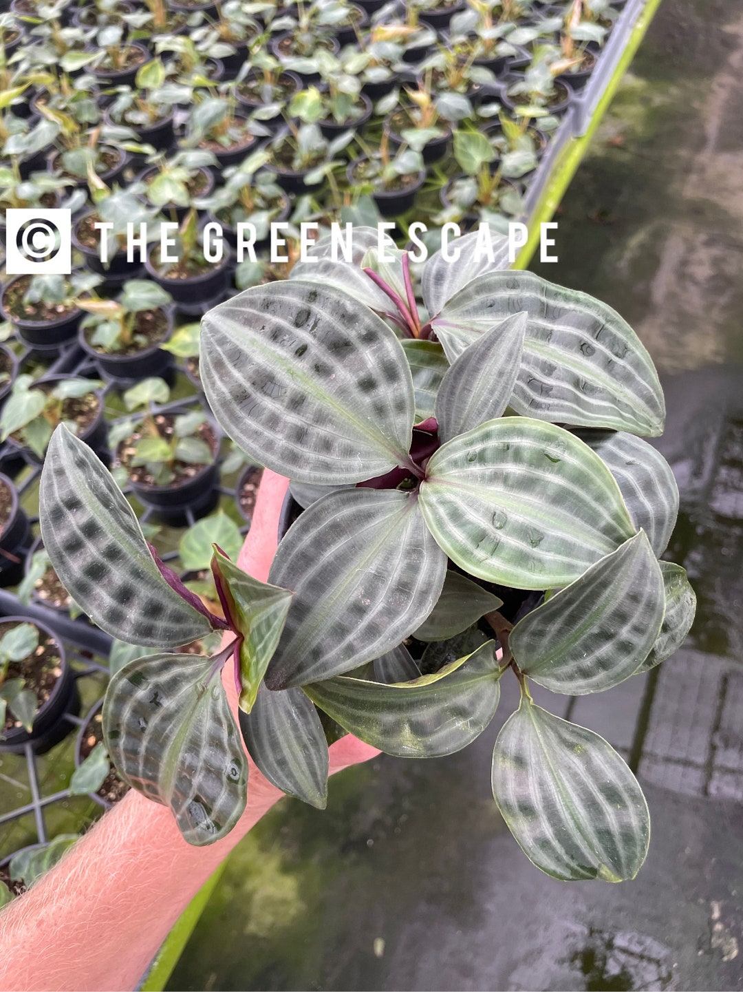 Geogenanthus Poeppigii 4” Pot (ALL PLANTS Require You to Purchase 2 ...