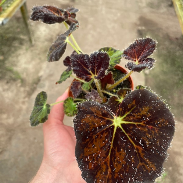 Ruby Begonia - Etsy