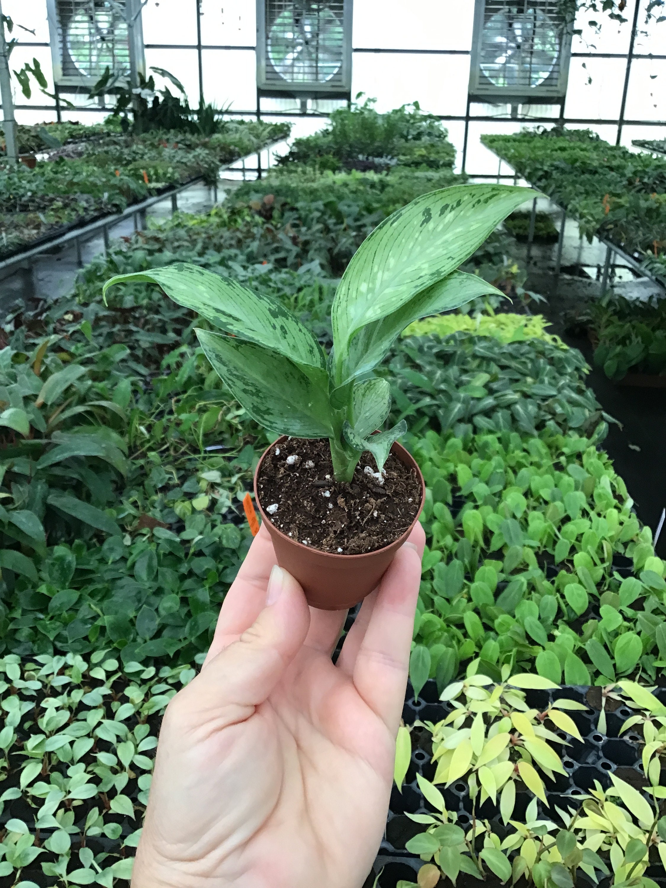 Dieffenbachia Tiki 2” Pot (ALL PLANTS Require You to Purchase 2 Plants ...