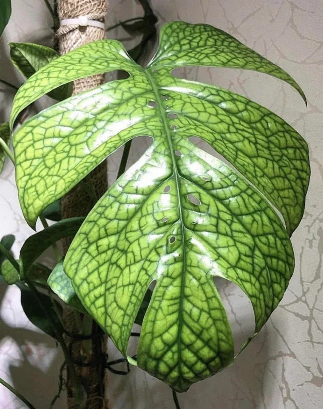 Spider Man Monstera “amydrium Silver” Starter Plant (ALL STARTER PLANTS ...