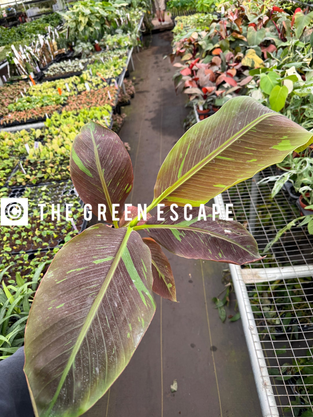 Musa Siam Ruby 6 Pot ALL PLANTS Require You to Purchase 2 Plants - Etsy