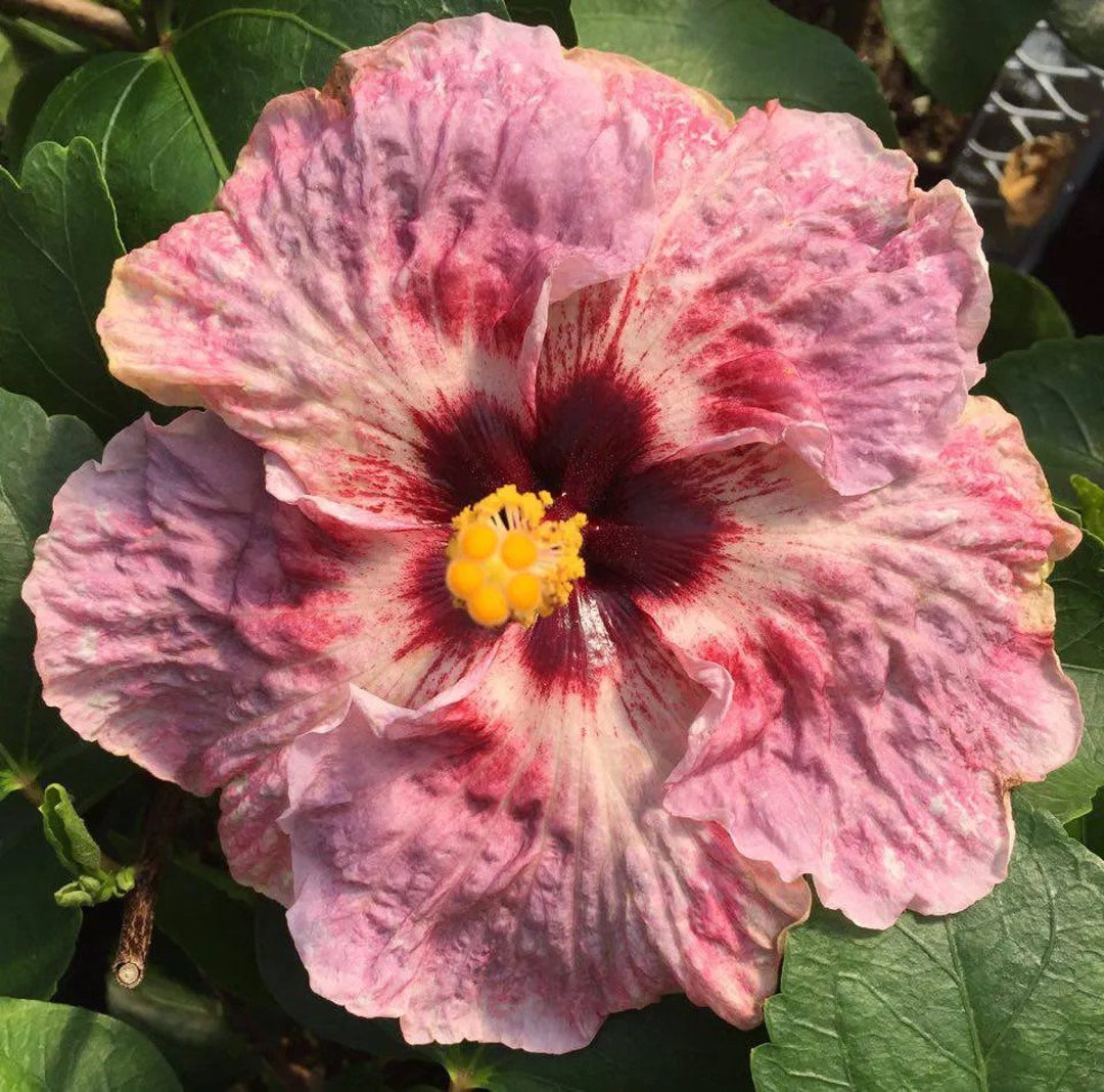 Fire and Ice Hibiscus Starter Plant ALL STARTER PLANTS Require You to ...