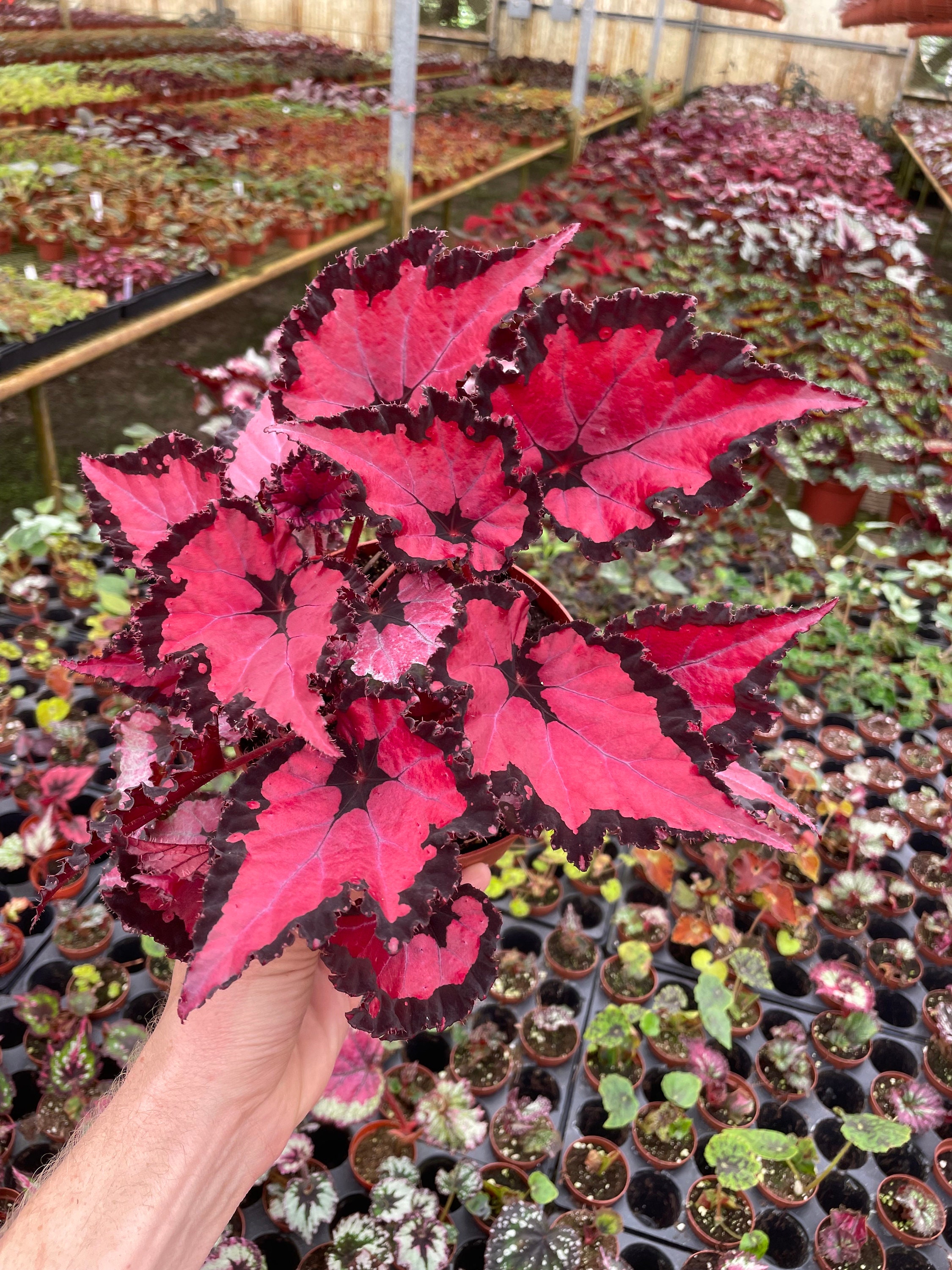 Harmonys Red Robin Begonia 6”pot (ALL PLANTS Require You to Purchase 2 ...