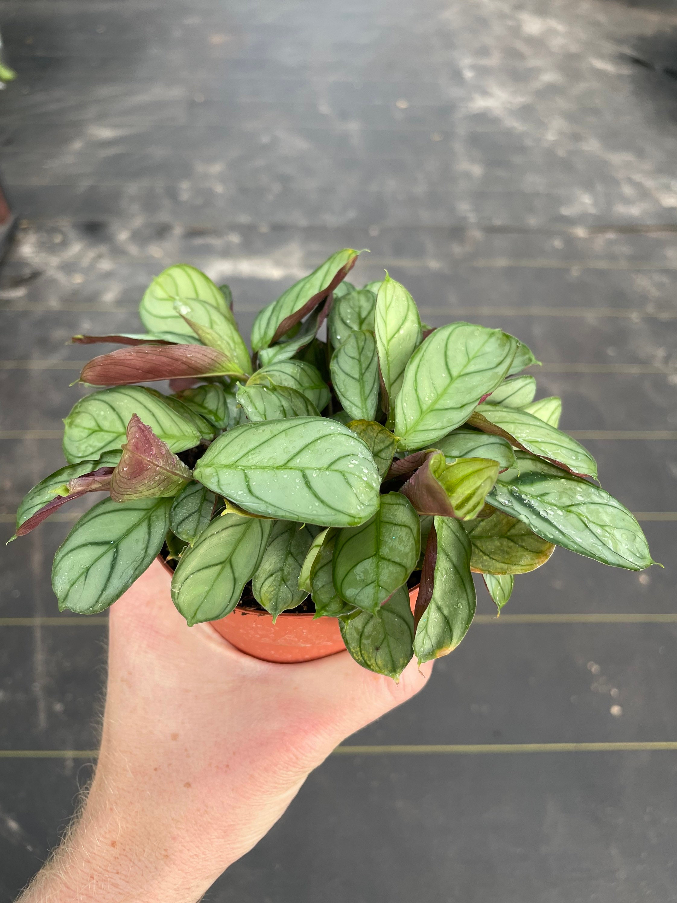 Calathea Burle Marx Amagris 4 Pot ALL PLANTS Require You to - Etsy