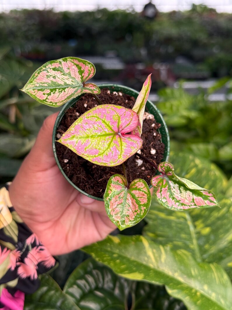 Caladium Purple Light 2” Pot (ALL PLANTS Require You to Purchase 2 ...