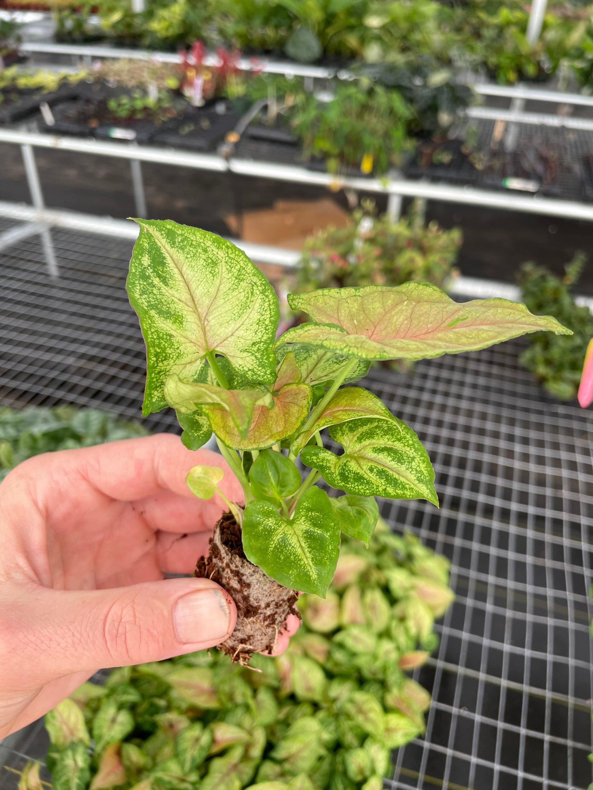 Syngonium Candy Berry Starter Plant (ALL STARTER PLANTS Require You to ...