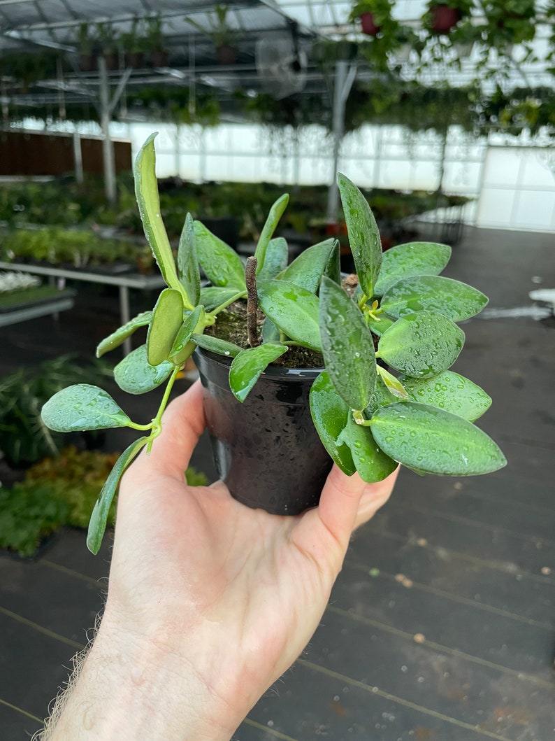 Hoya DS-70 “burtoniae ” 4” Pot (ALL PLANTS Require You to Purchase 2 ...