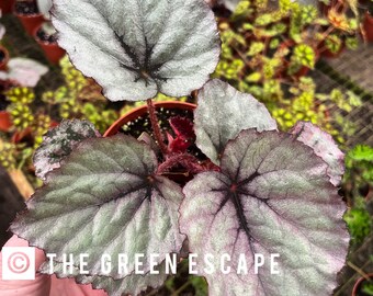 Hedera Helix Mint Kolibri Starter Plant ALL STARTER PLANTS Require You ...