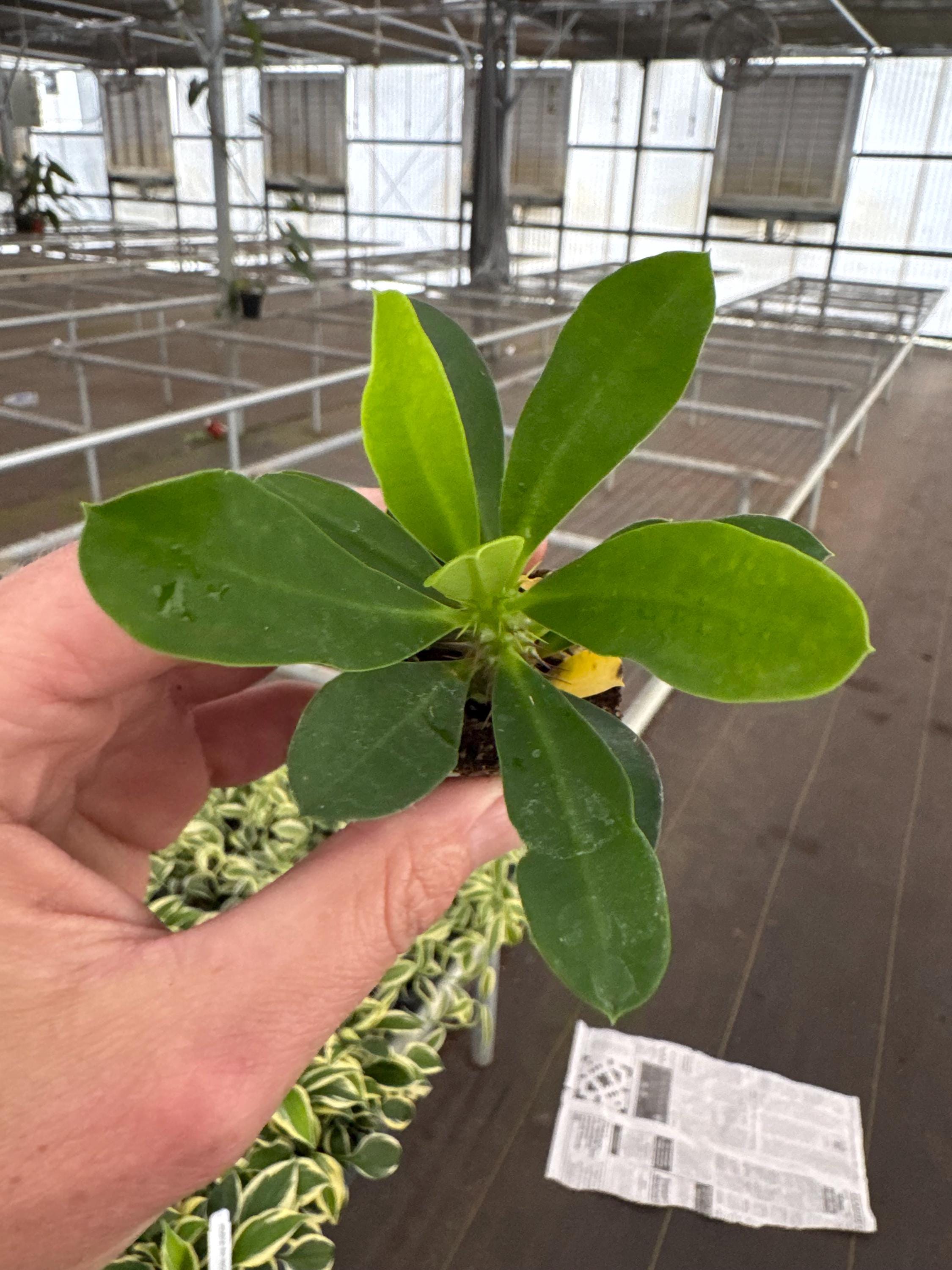 Euphorbia Maxi Helena "crown of Thorns" Starter Plant (ALL PLANTS ...