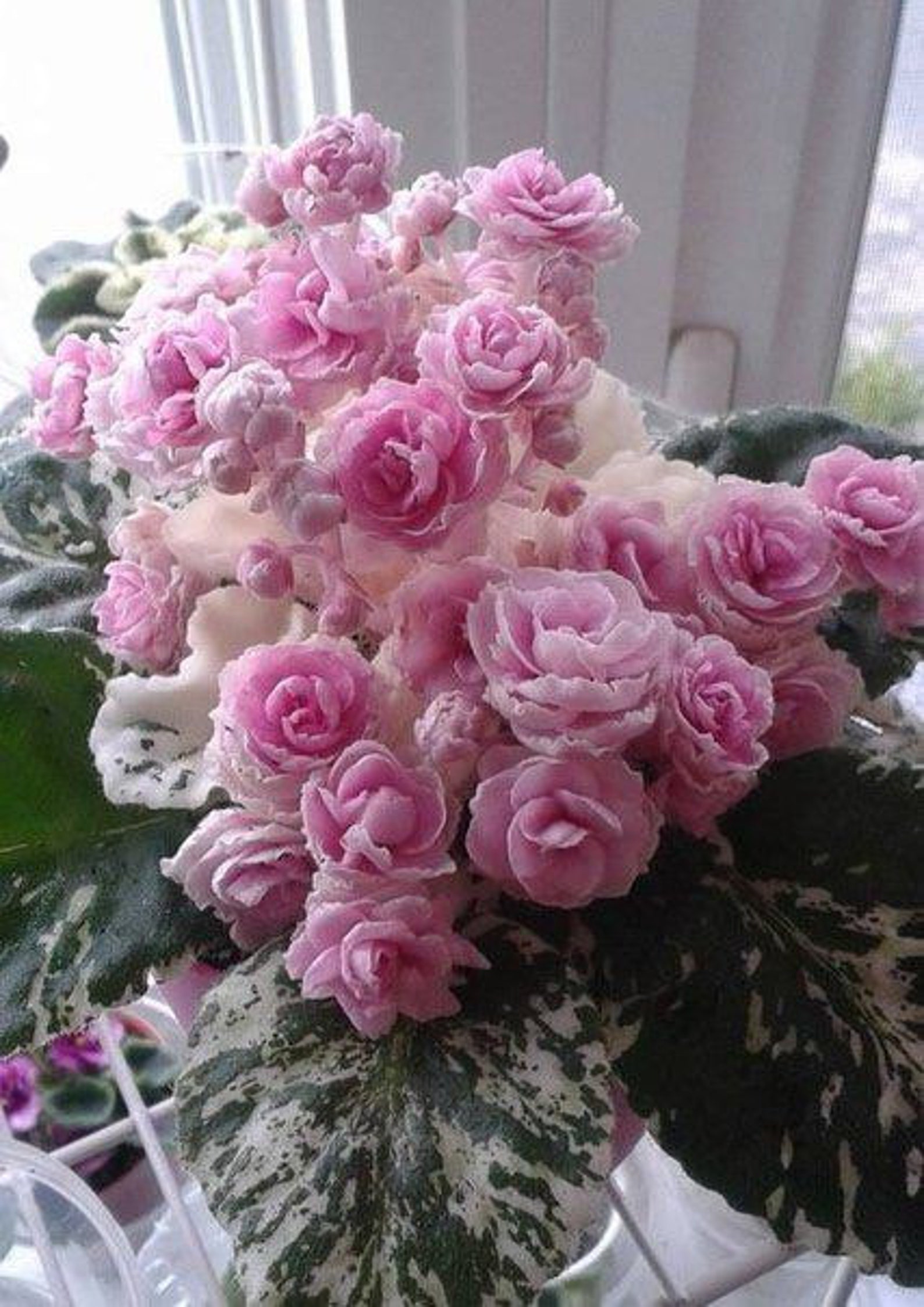 Rose Bouquet African Violet Starter Plant ALL Starter PLANTS - Etsy