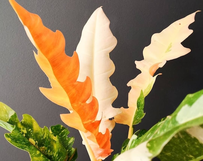 Philodendron Birkin Galaxy Starter Plant ALL STARTER PLANTS Require You ...