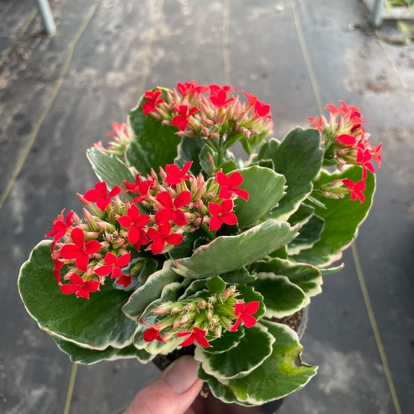 Variegated Kalanchoe - Etsy