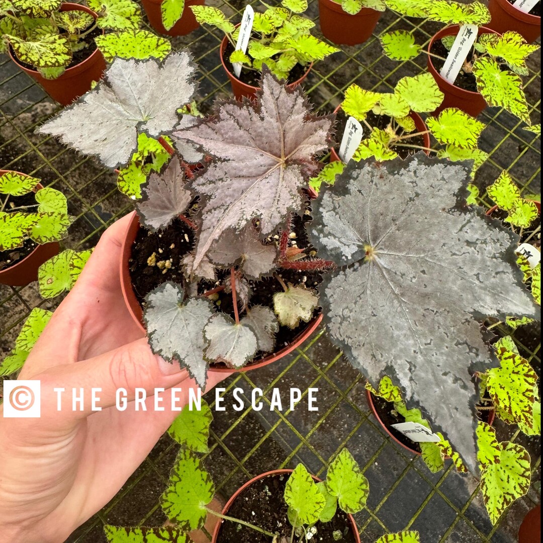 Begonia Sierra Silver Mist 4”pot (ALL PLANTS Require You to Purchase 2 ...