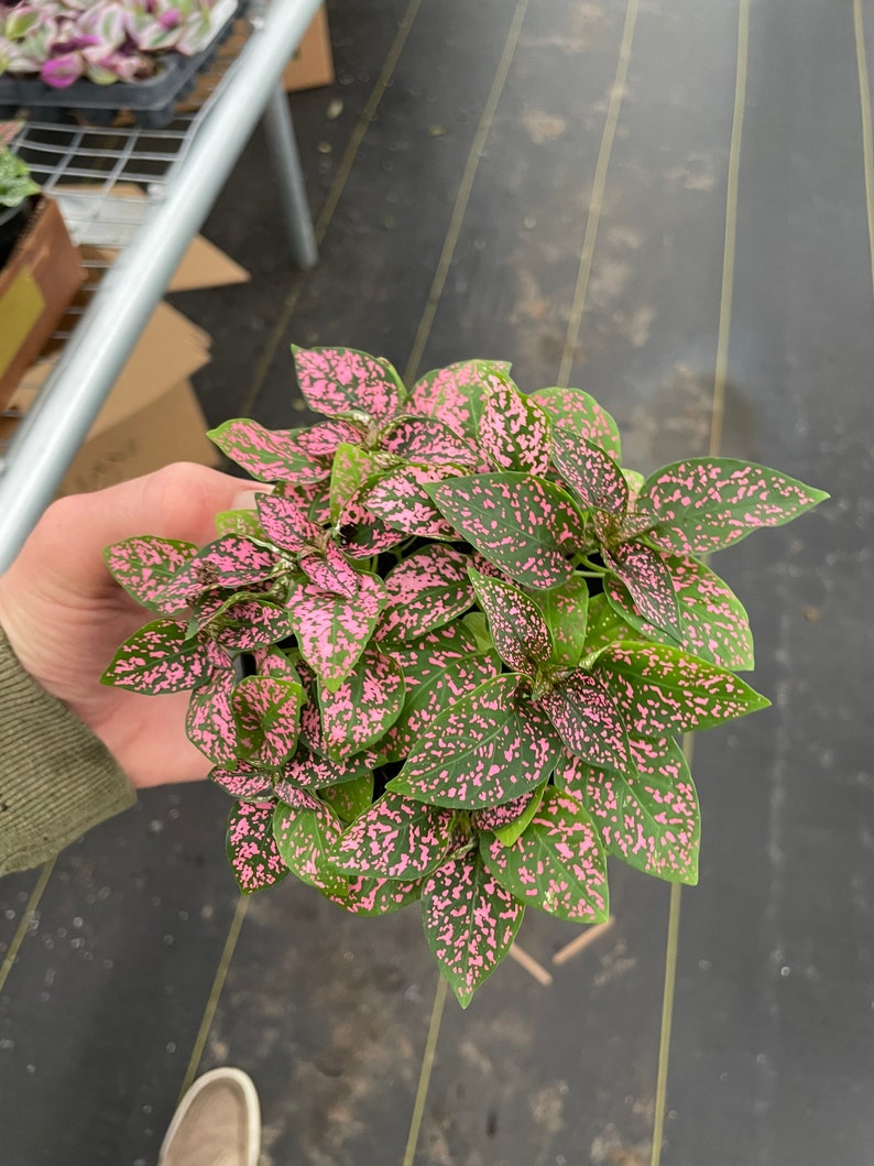 Hypoestes Rose 4”pot (ALL PLANTS Require You to Purchase 2 Plants!) - Etsy