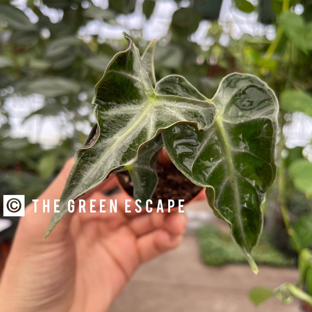 Alocasia Loco 2” Pot (ALL PLANTS Require You to Purchase 2 Plants!) - Etsy