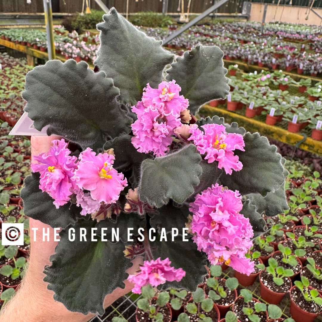 Harmonys Mustang Sally African Violet 4” Pot (ALL PLANTS Require You to ...
