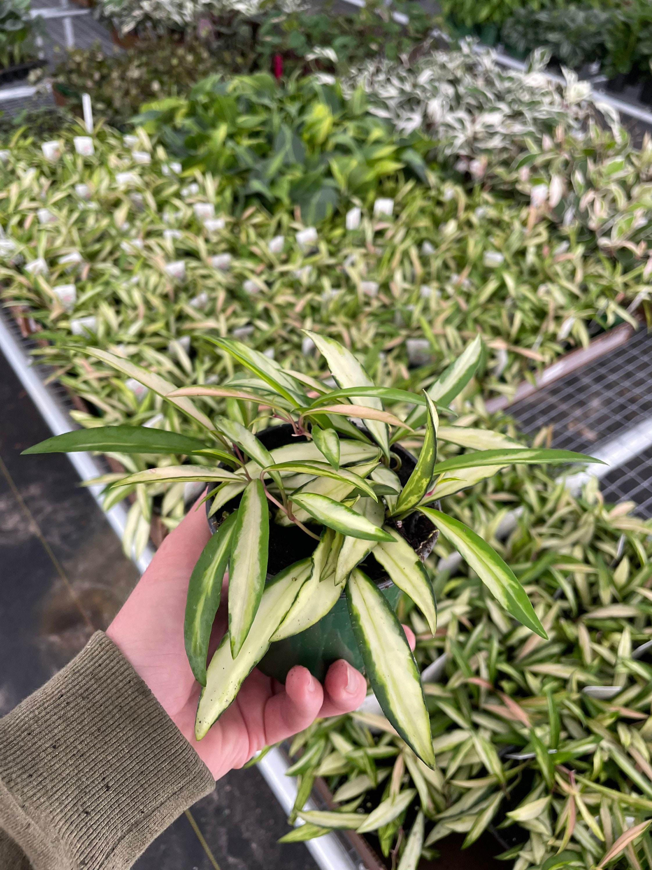 Hoya Wayetti Tricolor 4 Pot ALL PLANTS Require You to - Etsy