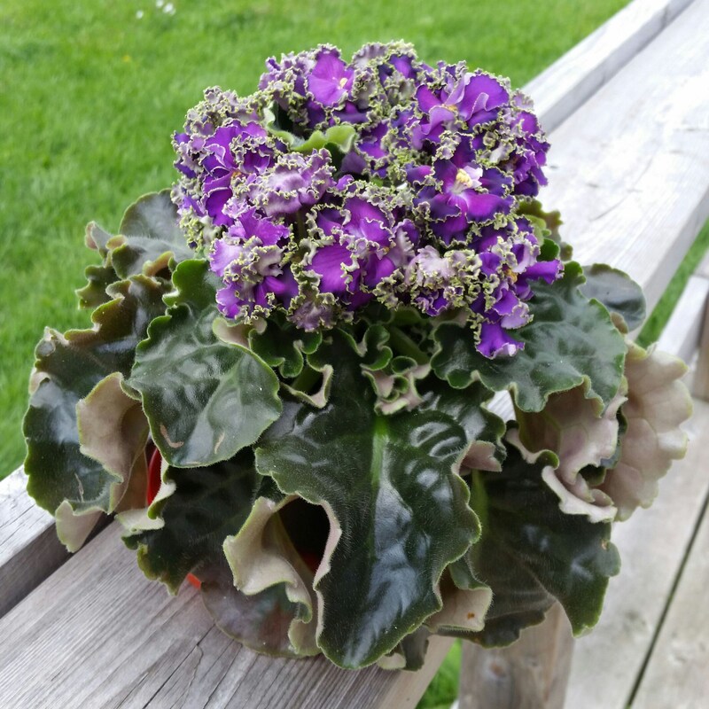 Trailing African Violet - Etsy