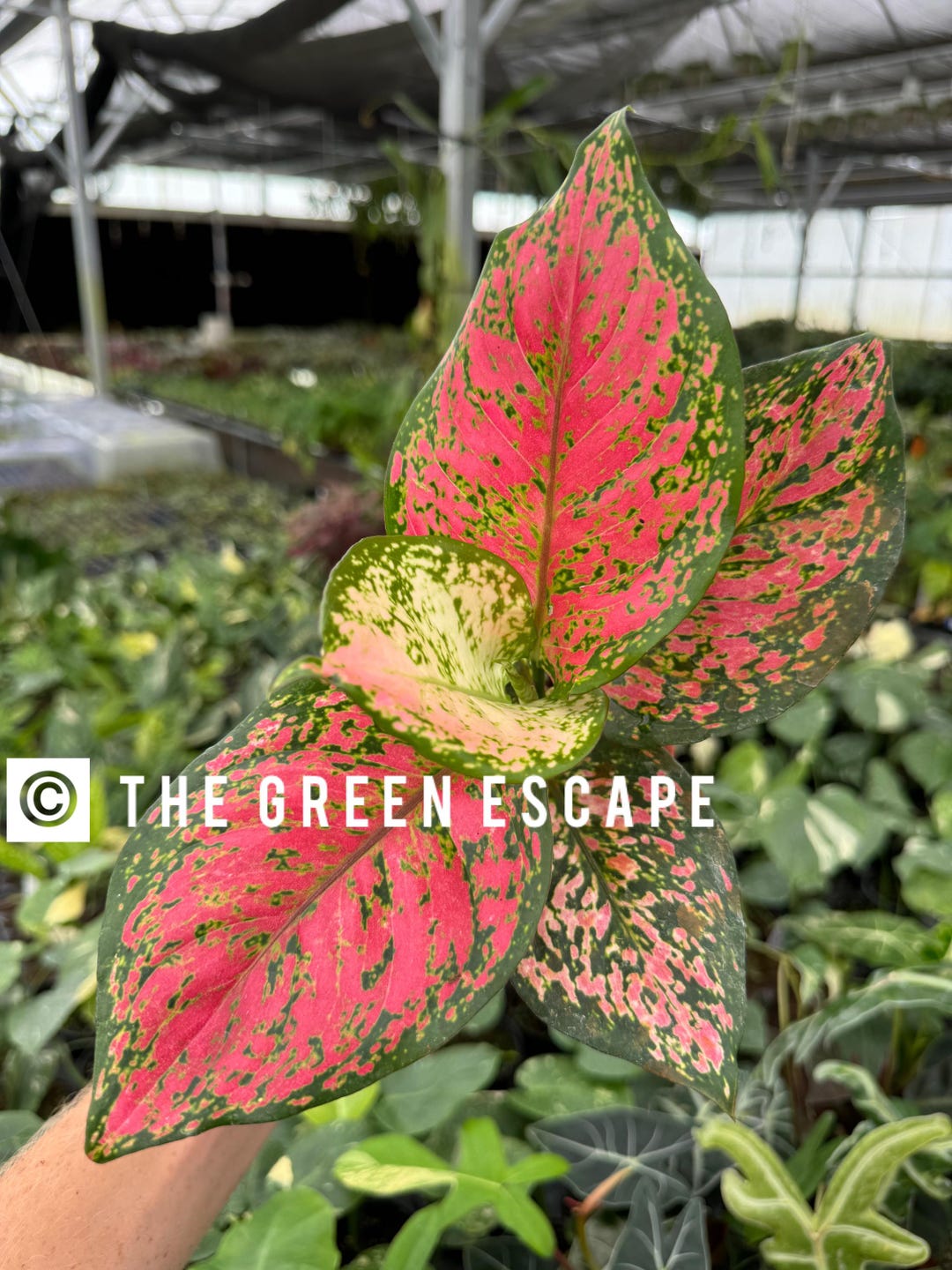 Aglaonema Ruby 4” Pot (ALL PLANTS Require You to Purchase 2 Plants!) - Etsy