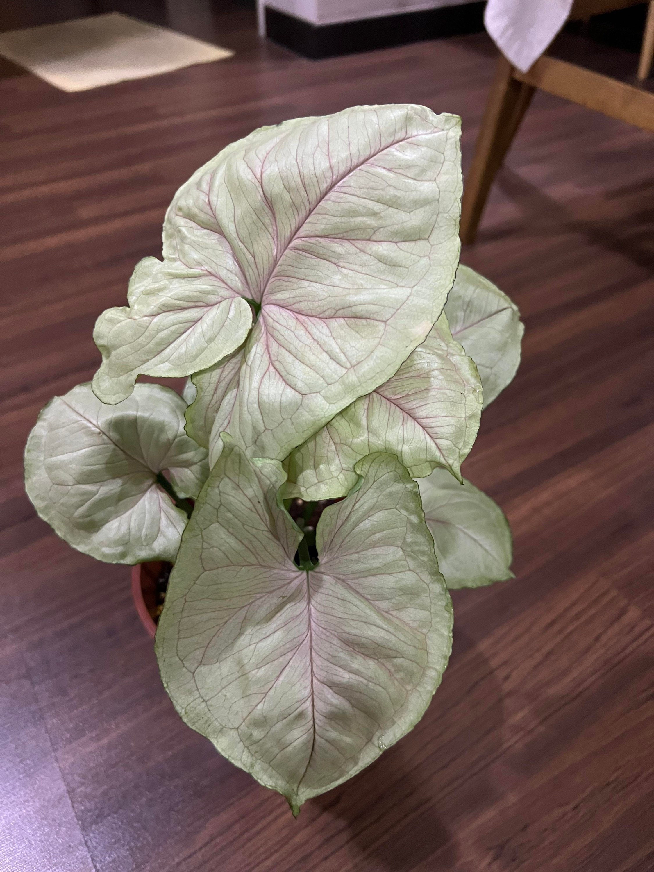 Syngonium Bold Allusion Starter Plant ALL STARTER PLANTS - Etsy