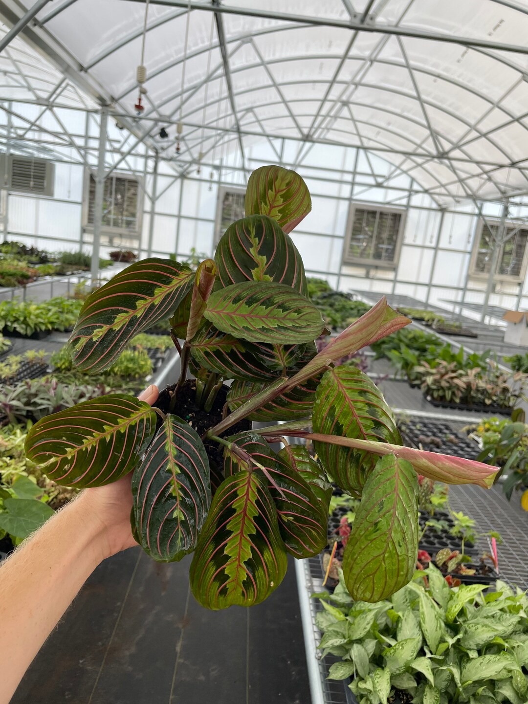 Red Maranta 4” Pot (ALL PLANTS Require You to Purchase 2 Plants!) - Etsy