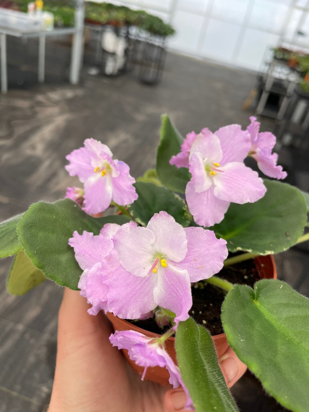 Ks Lilac Infusion African Violet 4 Pot ALL PLANTS Require You to ...