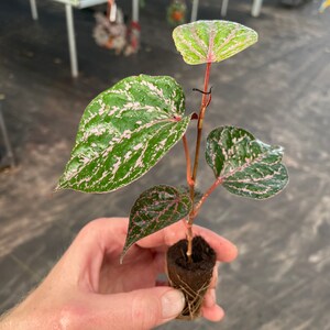 Pink Piper Crocatum Starter Plant (ALL Starter PLANTS Require You to ...