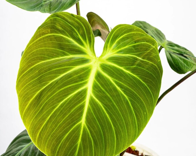 Philodendron El Choco Red Starter Plant ALL STARTER PLANTS - Etsy