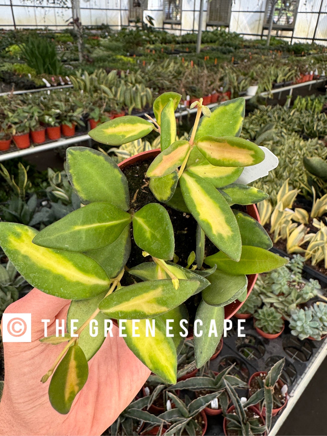 Hoya DS-70 Variegated 4” Pot (ALL PLANTS Require You to Purchase 2 ...