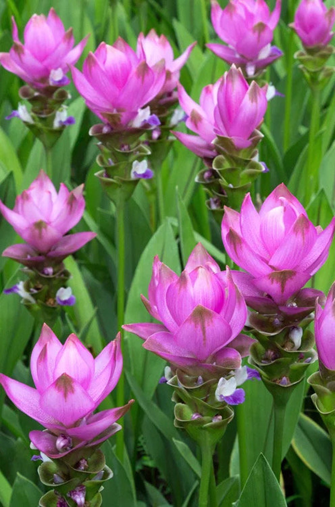 Curcuma Siam Splash 2” Pot (ALL PLANTS Require You to Purchase 2 Plants ...