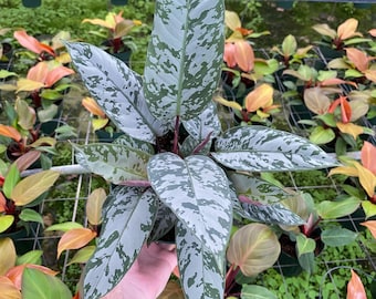 Apoballis Acuminatissima lavallei 4 Pot ALL PLANTS Require You to ...