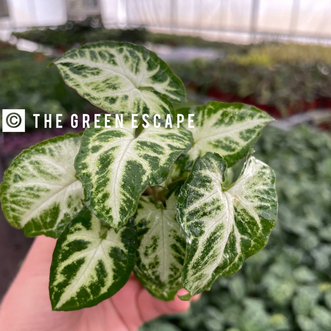 Syngonium Glo Go 2” Pot (ALL PLANTS Require You to Purchase 2 Plants ...