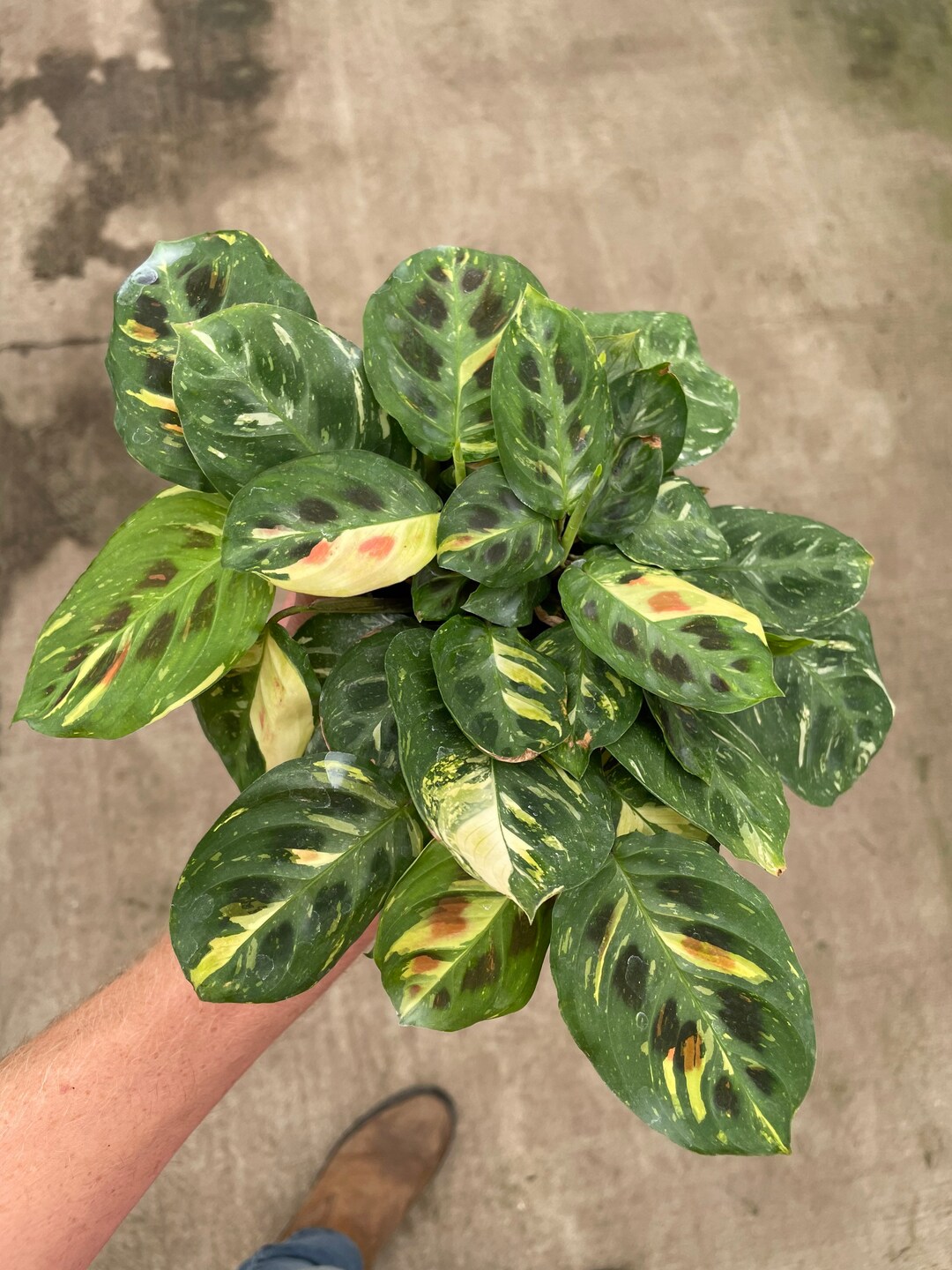 Variegated Maranta Beauty Kim 4 Pot ALL PLANTS Require You - Etsy