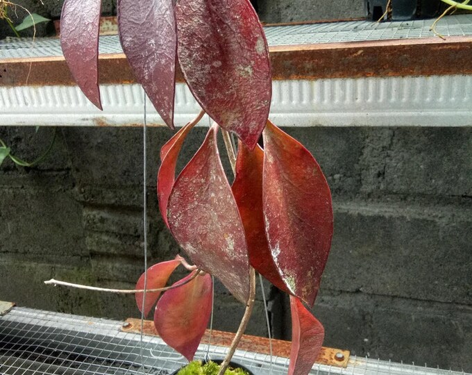 Hoya Benchaii Red Starter Cutting (ALL Starter Plants/cuttings Require ...
