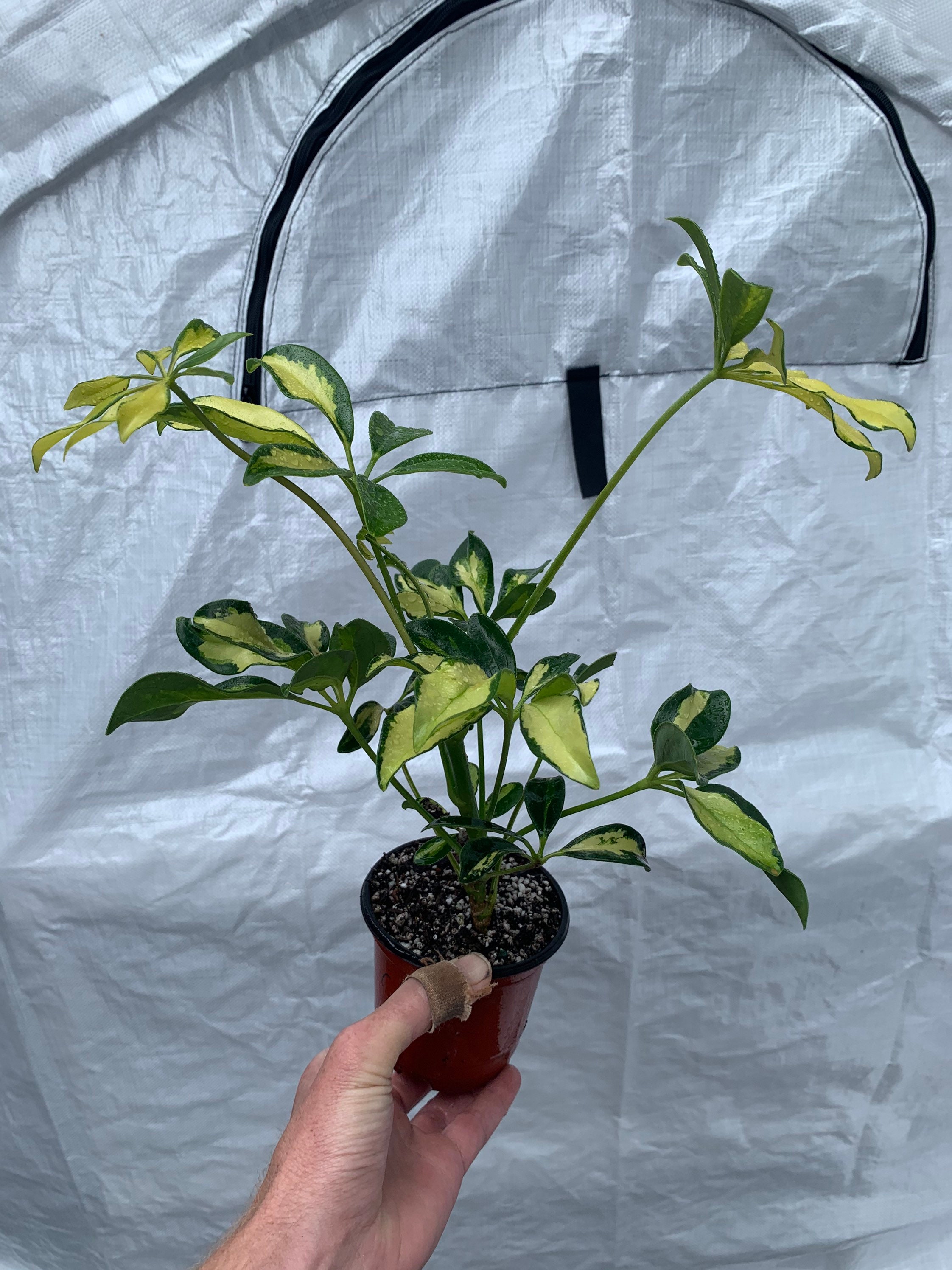 Schefflera Trinette (variegated Arboricola) Starter Plant (ALL STARTER ...