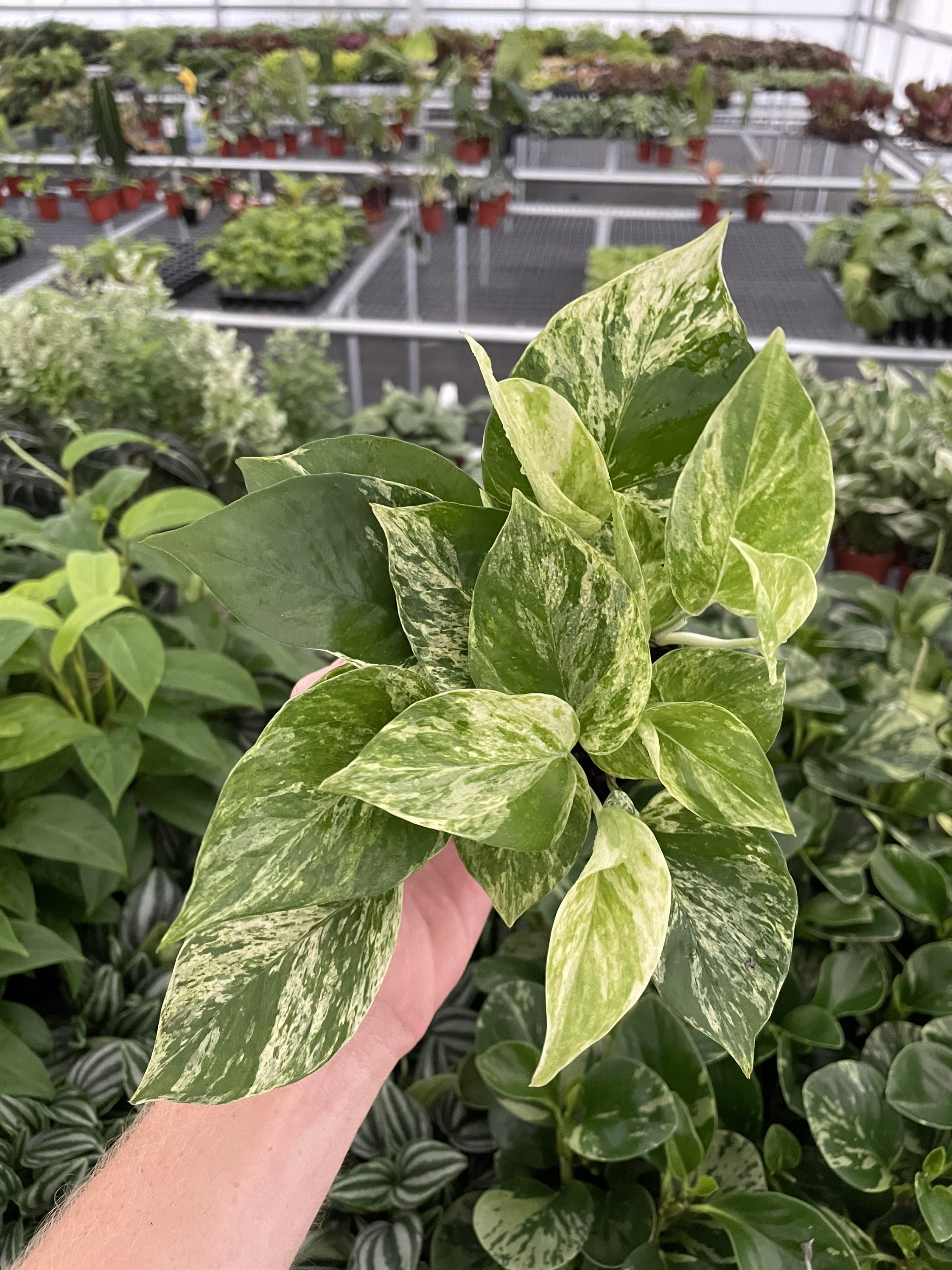 Pothos Marble Queen 4 Pot ALL PLANTS Require You to Purchase - Etsy