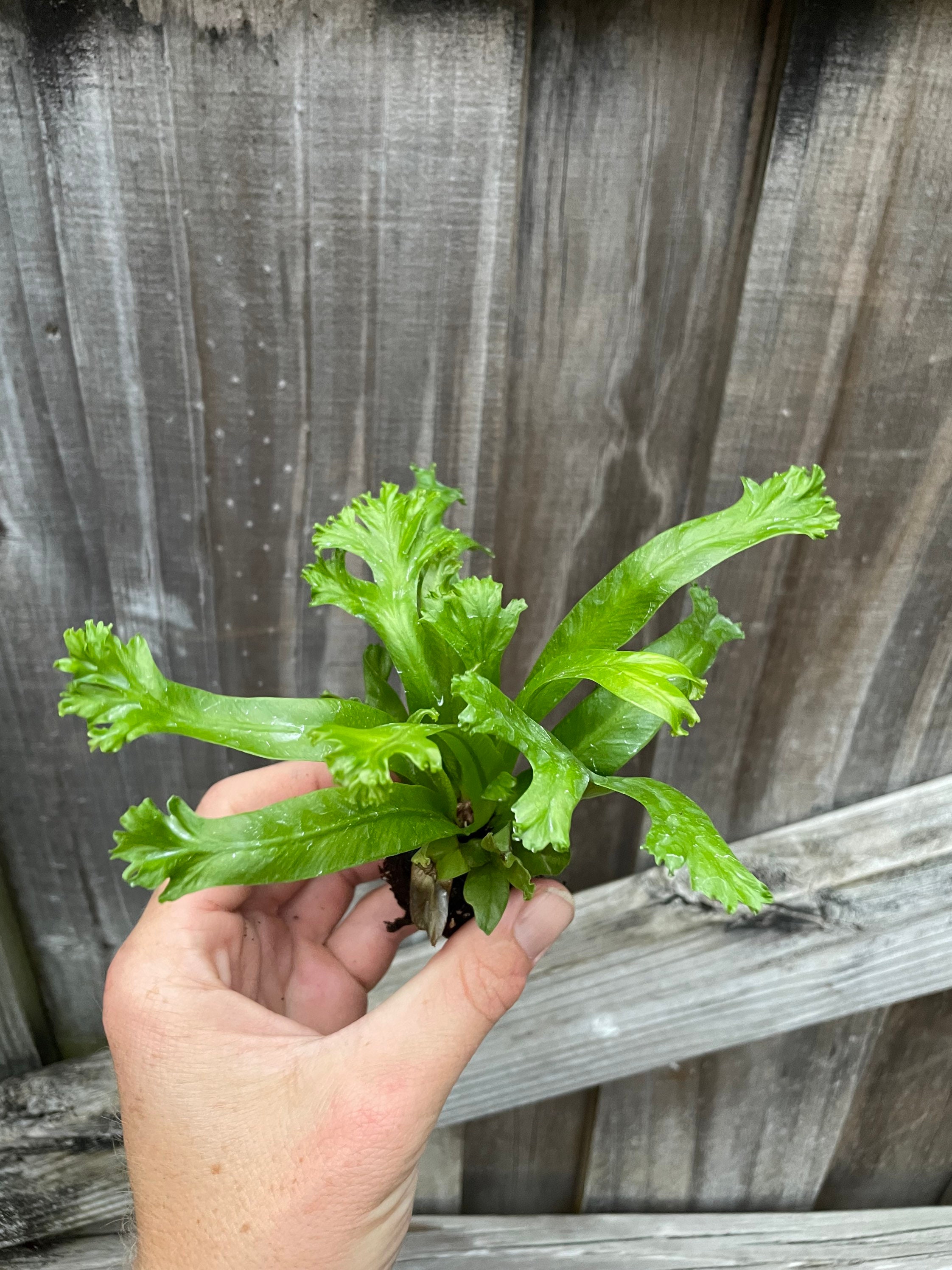 Birds Nest “leslie” Fern Starter Plant (ALL STARTER PLANTS Require You ...
