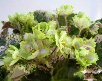 Kei Yoki African Violet Starter Plant ALL PLANTS Require You to ...