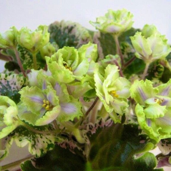 Rare African Violets - Etsy