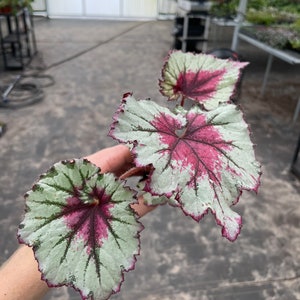 Harmonys Peppermint Twist Begonia Starter Plant (ALL STARTER PLANTS ...