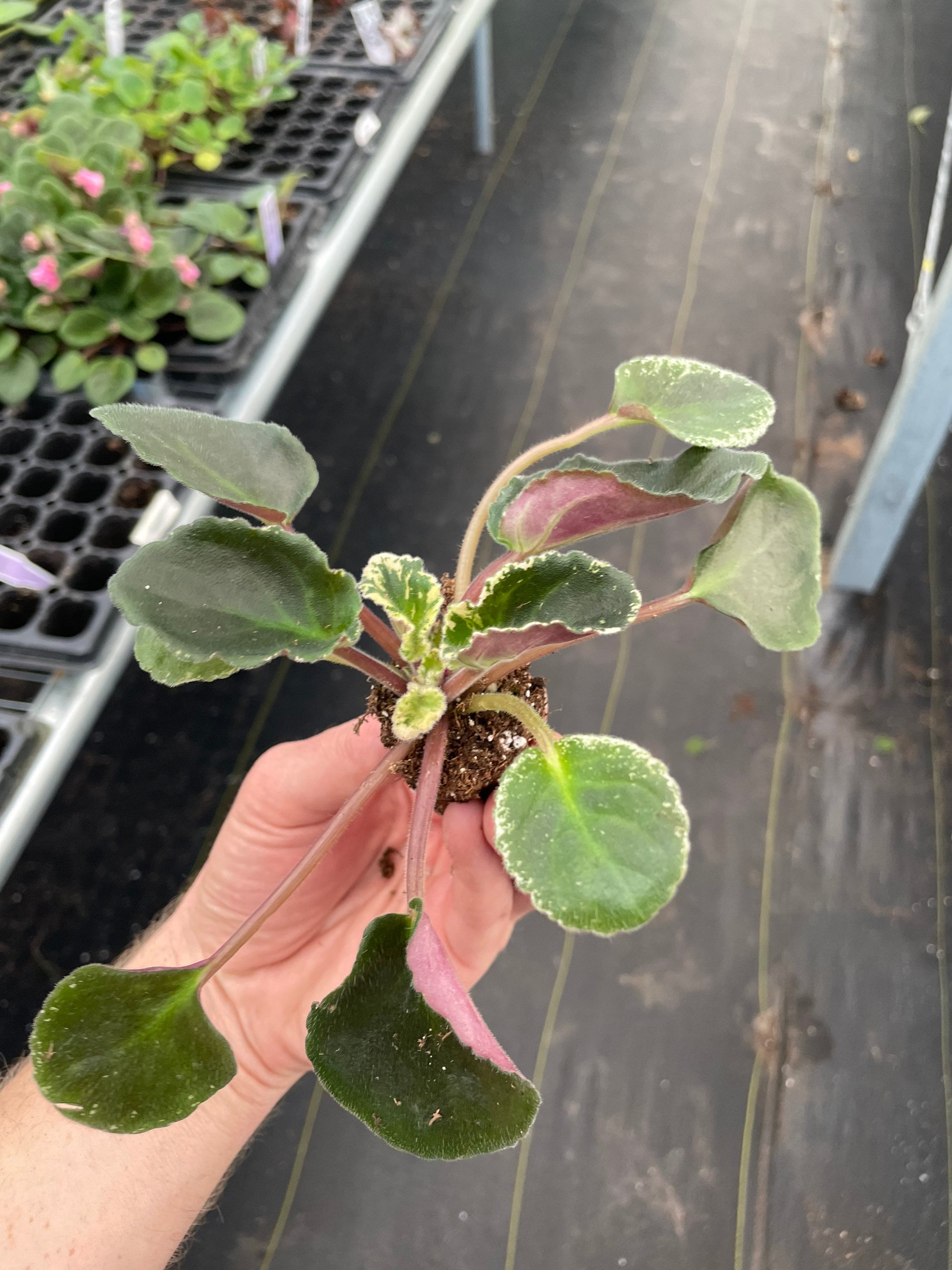 Country Cider African Violet Starter Plant (ALL PLANTS Require You to ...