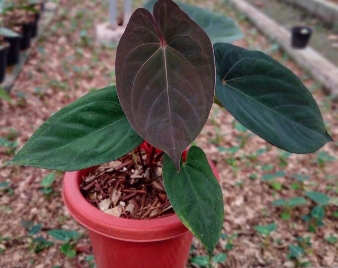 Seed Grown Anthurium Hulk Starter Plant (ALL STARTER PLANTS Require You ...