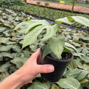 Spider Man Monstera “amydrium Silver” 4” Pot (ALL PLANTS Require You to ...